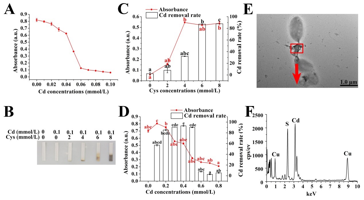 New Discovery About Biosynthesis Of Cadmium Sulfide Cds Nanoparticles