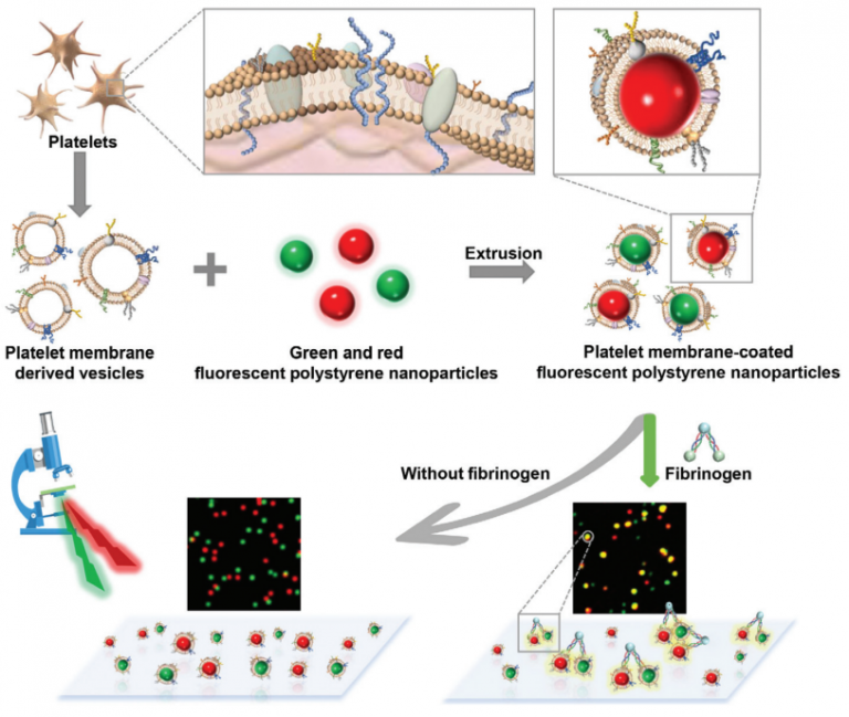 Illuminating Possibilities Unveiling the Power of Fluorescent Polystyrene Particles in ...