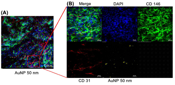 Fluorescent Gold Nanoparticles - CD Bioparticles