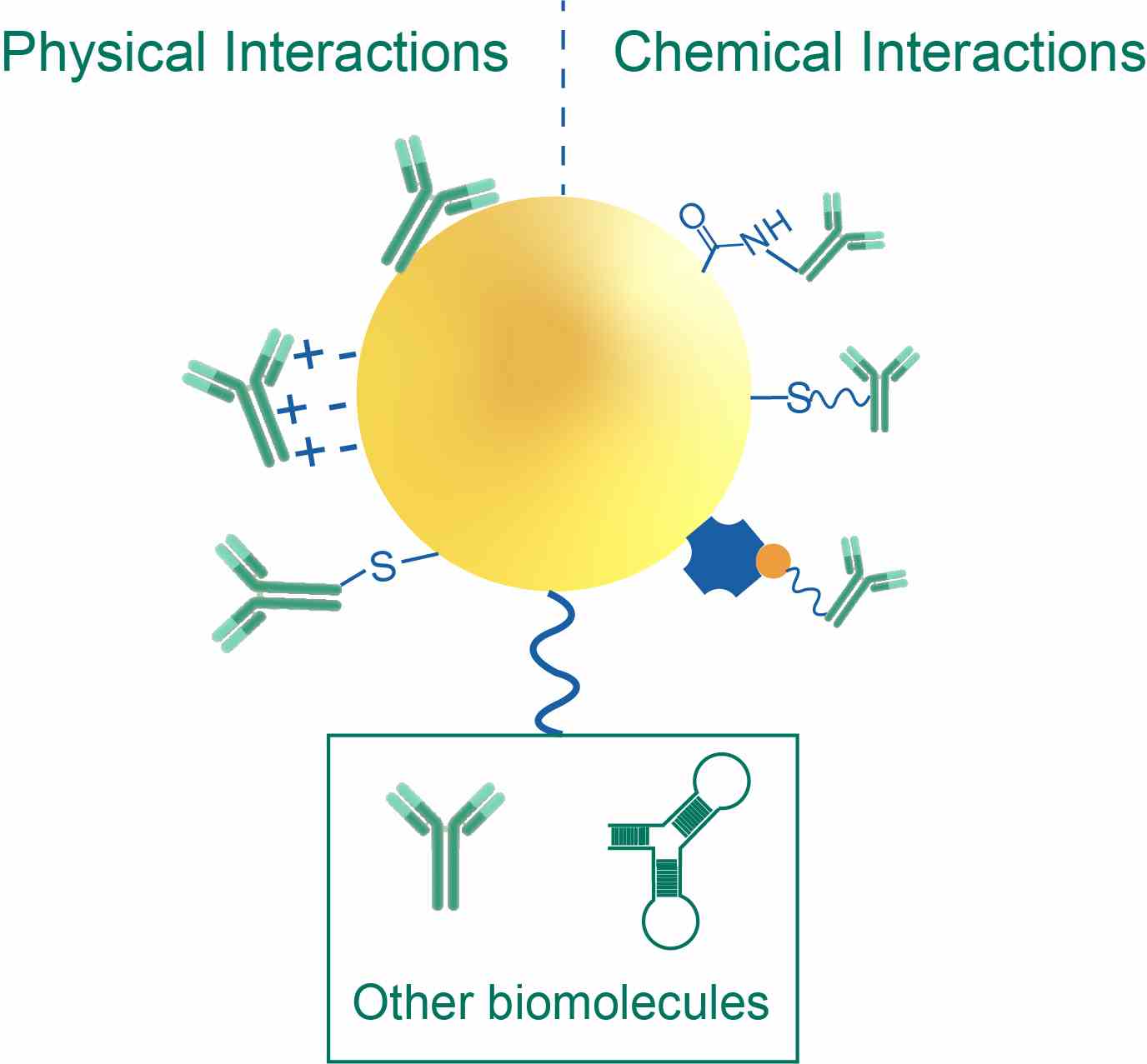 Conjugated Gold Nanoparticles - CD Bioparticles