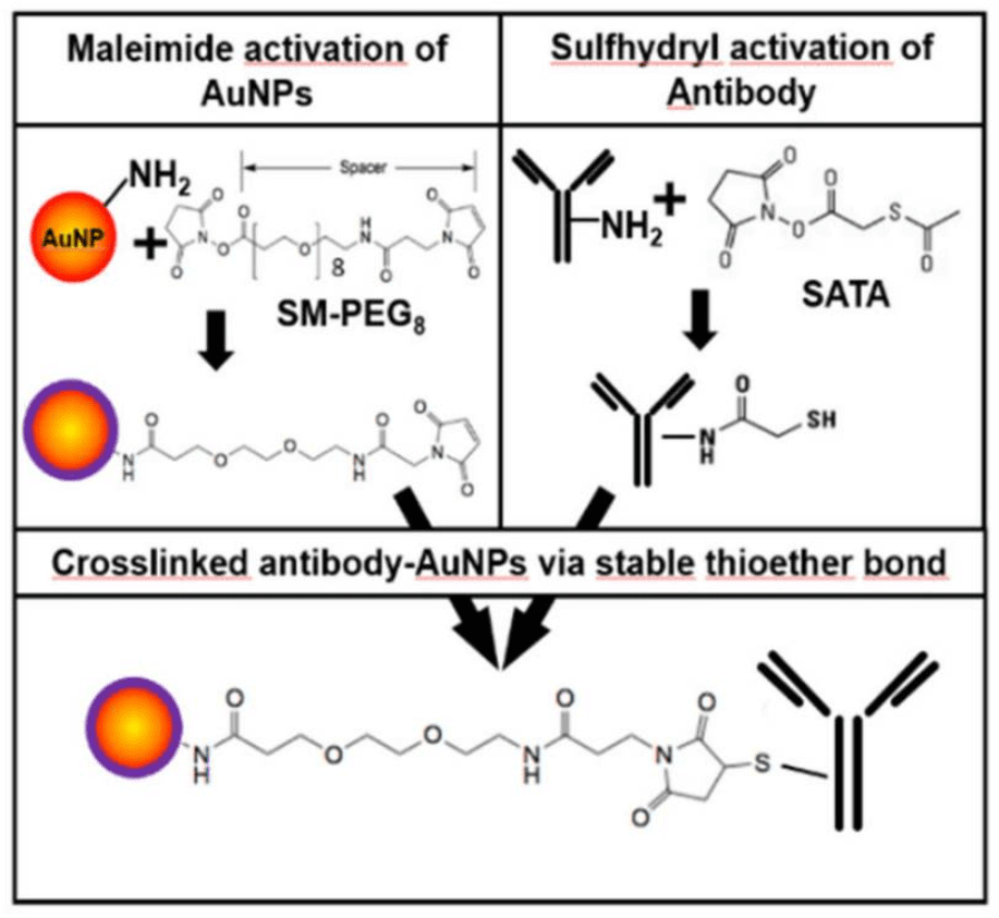 DiagNano™ Maleimide-Activated Gold Nanoparticle Conjugation Kits, 20 nm ...