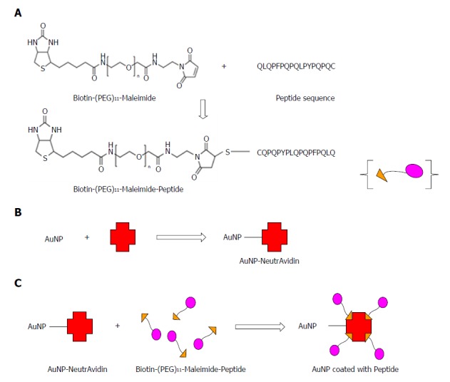 DiagNano™ Maleimide-Activated Gold Nanoparticle Conjugation Kits, 20 nm ...