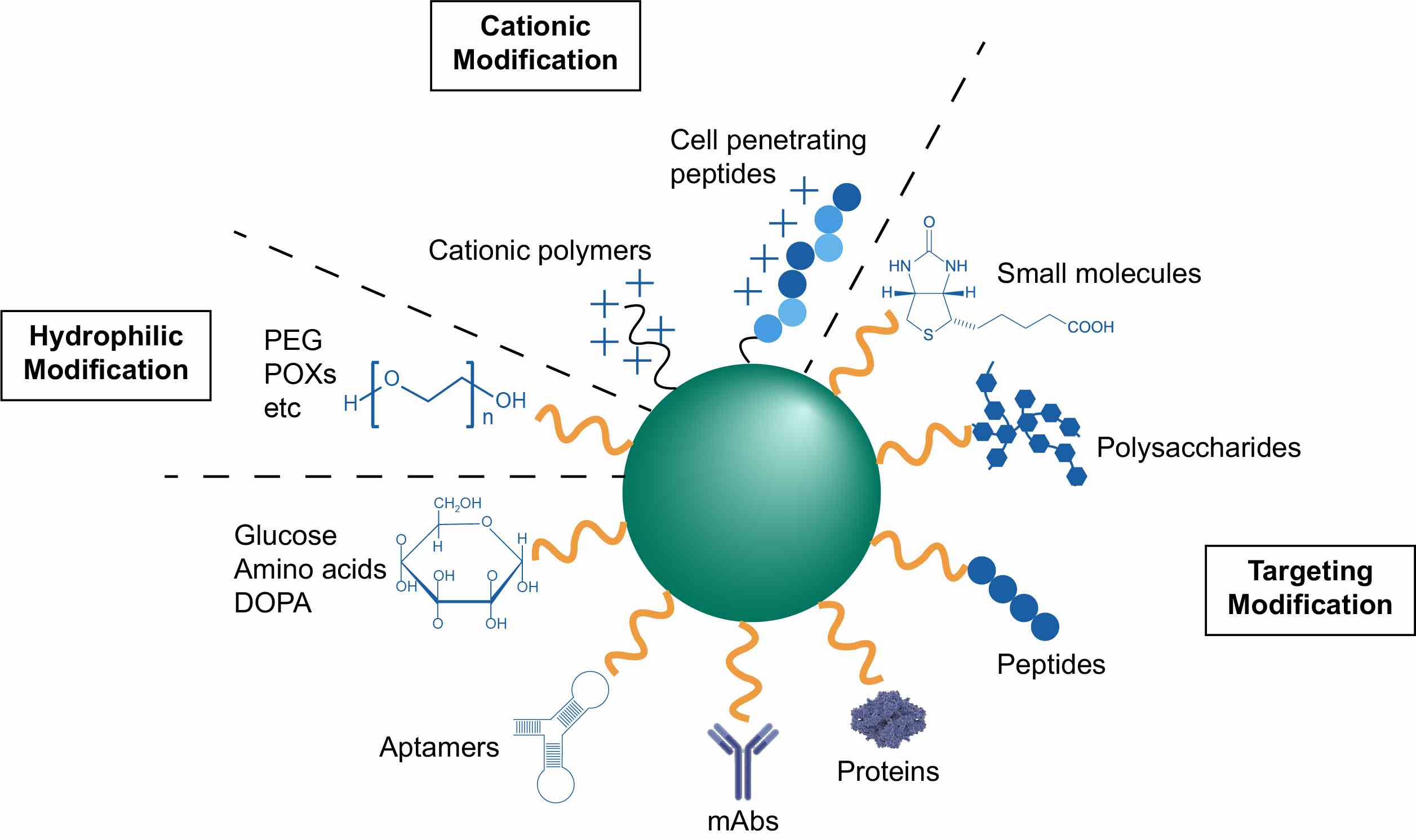 PLGA Nanoparticles, Microparticles - CD Bioparticles