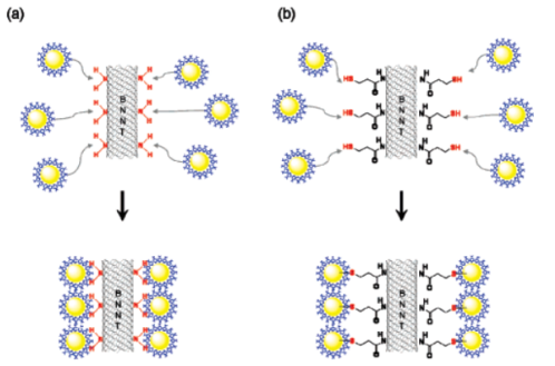 Amine Modification - CD Bioparticles