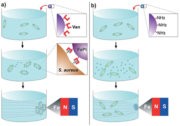 Application of Magnetic Nanoparticles in Protein Expression - CD Bioparticles