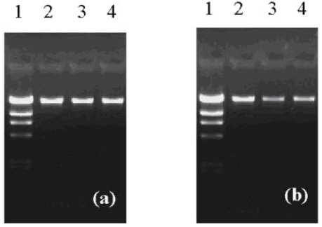 Application of Magnetic Nanoparticles in RNA and DNA Separation - CD ...