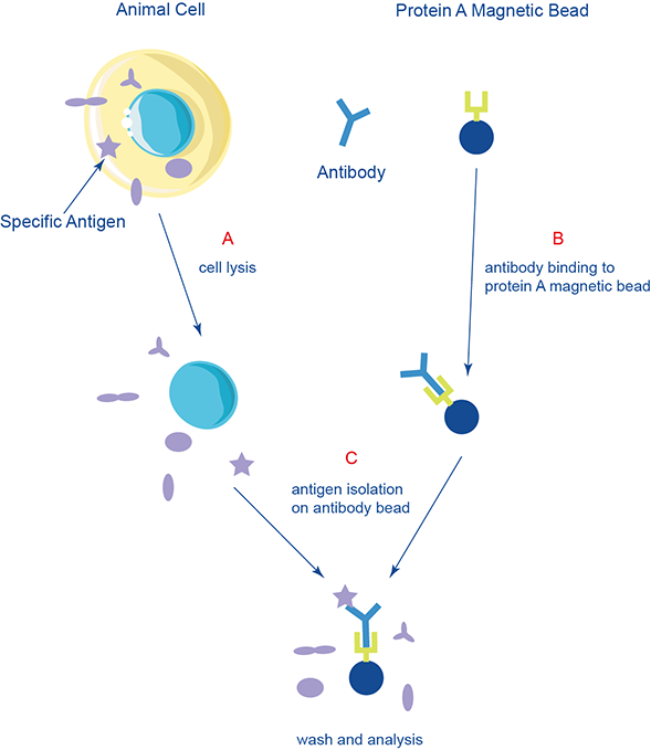 Applications of Magnetic Particles in Immunoprecipitation - CD Bioparticles