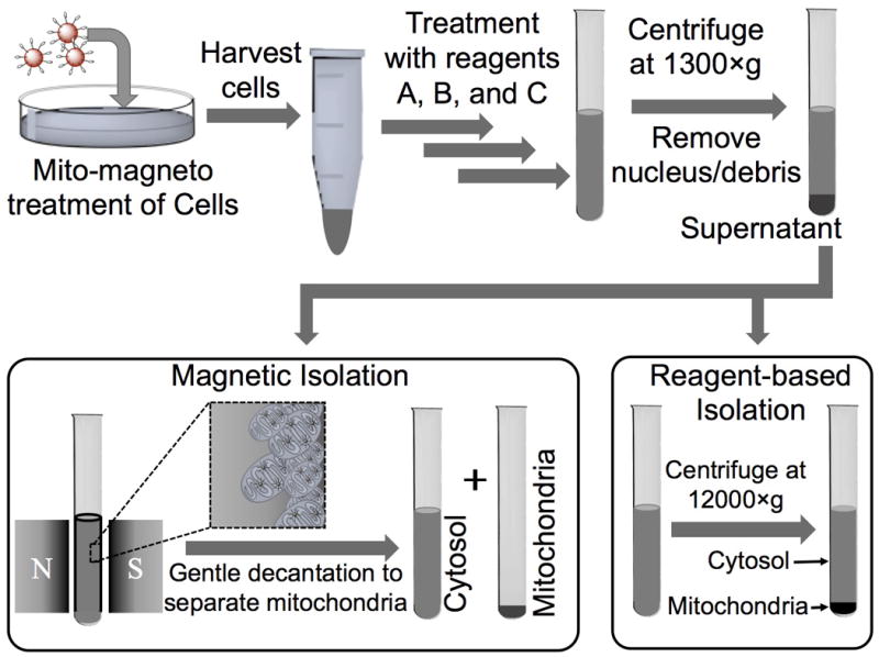 Applications of Magnetic Particles in Organelle Isolation - CD Bioparticles