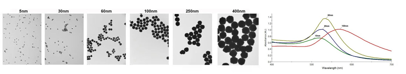 Basic Gold Nanoparticles - CD Bioparticles
