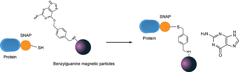 Selection of Affinity Tags for Recombinant Protein Purification - CD ...