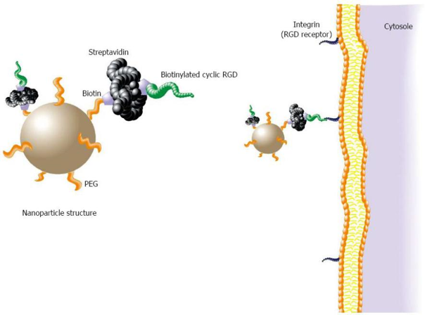 Biotin Modification - CD Bioparticles