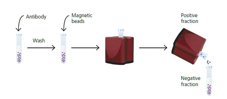 Cell Separation - Technical Platform - CD Bioparticles Cell Separation - Technical Platform - CD Bioparticles