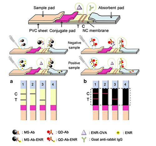 Color-Rich Dyed PS Latex Particles - CD Bioparticles - CD Bioparticles