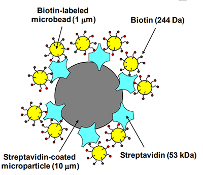 Polystyrene Latex Particles Conjugated with Biomolecules - CD Bioparticles - CD Bioparticles