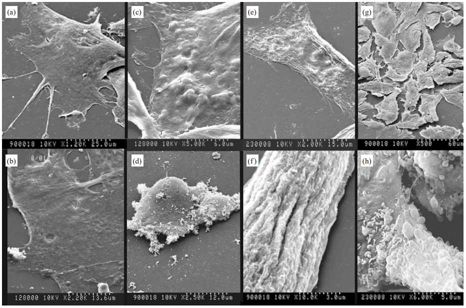 Dextran Modification - CD Bioparticles