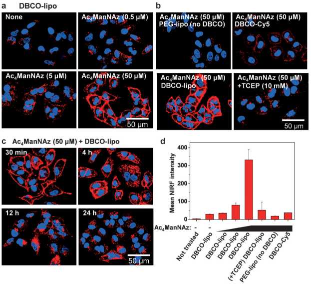 Dibenzocyclooctyne (DBCO) Modification - CD Bioparticles