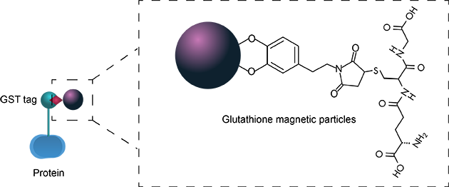 Selection of Affinity Tags for Recombinant Protein Purification - CD ...
