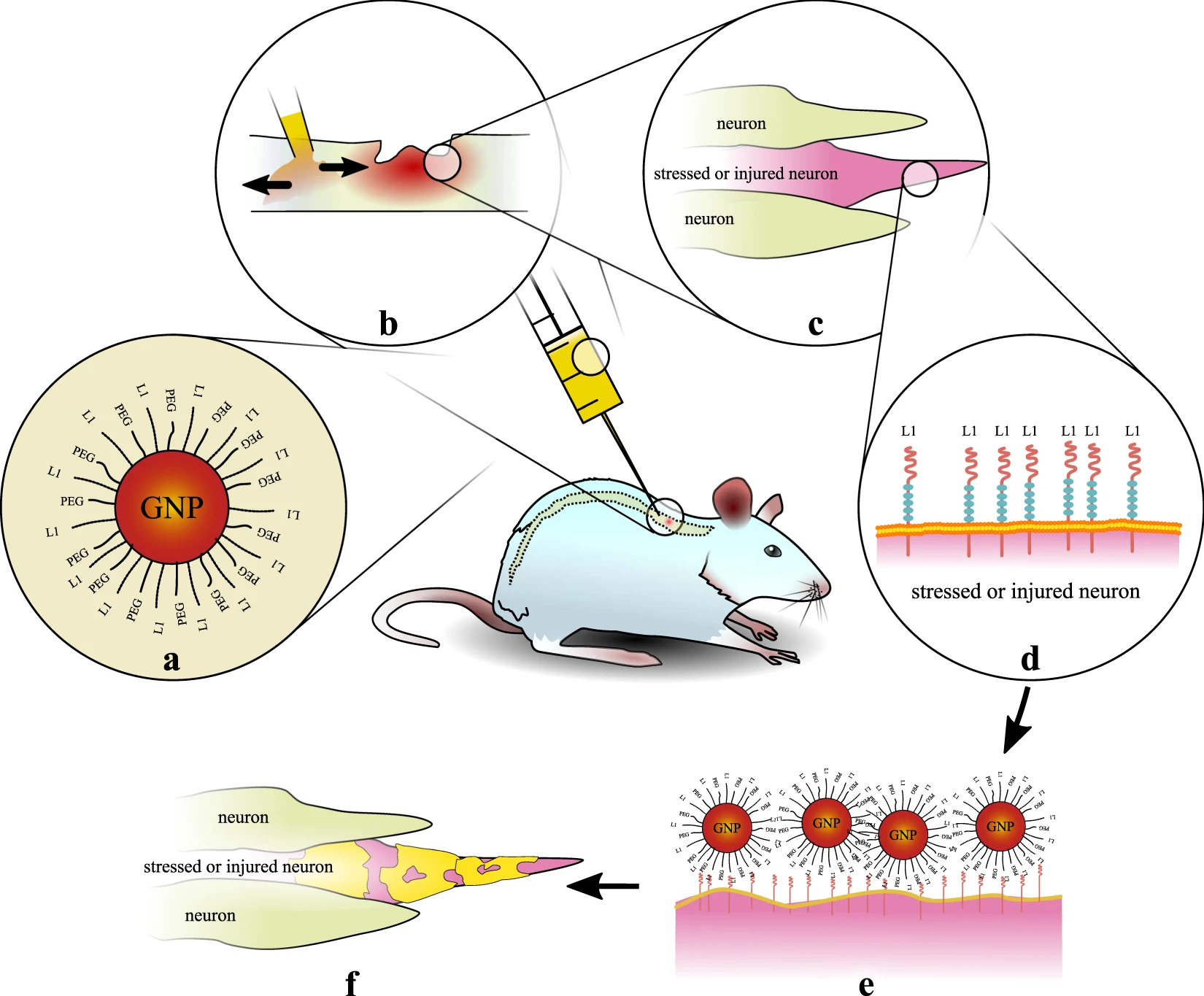Gold Nanoparticles for In Vivo Tracking Using XFI - CD Bioparticles