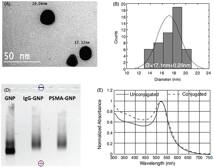 Gold Nanoparticles for In Vivo Tracking Using XFI - CD Bioparticles