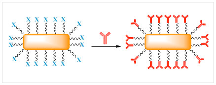Gold Nanorods Conjugation Kits - Creative Diagnostics