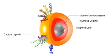 Custom Immunomagnetic Beads Services - CD Bioparticles