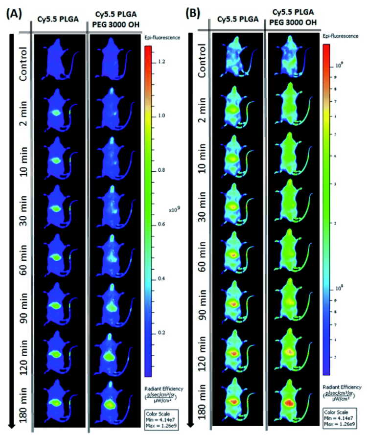 Fluorophores for Bioimaging and Polymer Nanoparticles - CD Bioparticles
