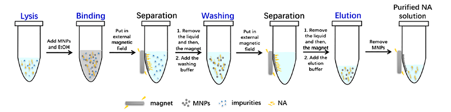 Magnetic Particles For Pathogenic Nucleic Acid Extraction - CD Bioparticles