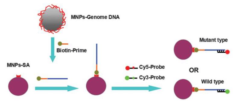 Magnetic Particles for Genotyping Based on Hybridization Probe - CD ...