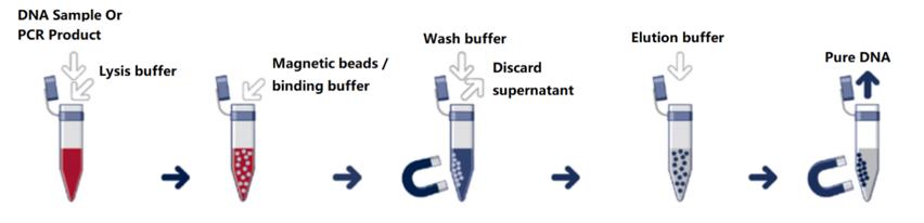 Magnetic Particles for Genotyping Based on Hybridization Probe - CD ...