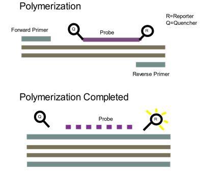Magnetic Particles for Genotyping Based on Hybridization Probe - CD ...