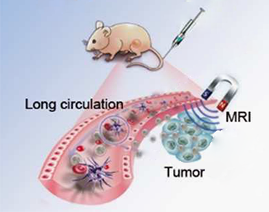 Magnetic Particles for MRI - CD Bioparticles