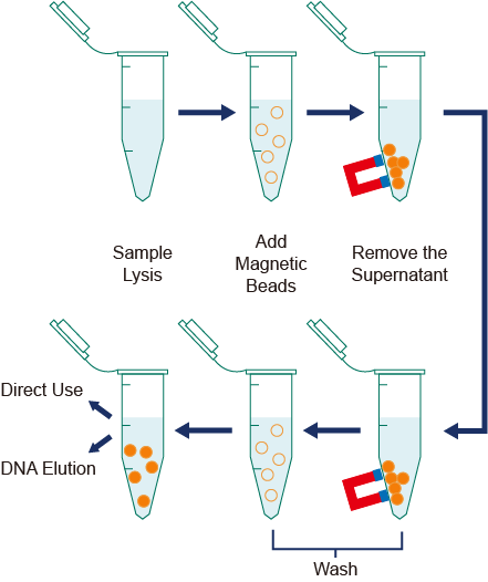 Magnetic Particles for Next-generation Sequencing (NGS) - CD Bioparticles