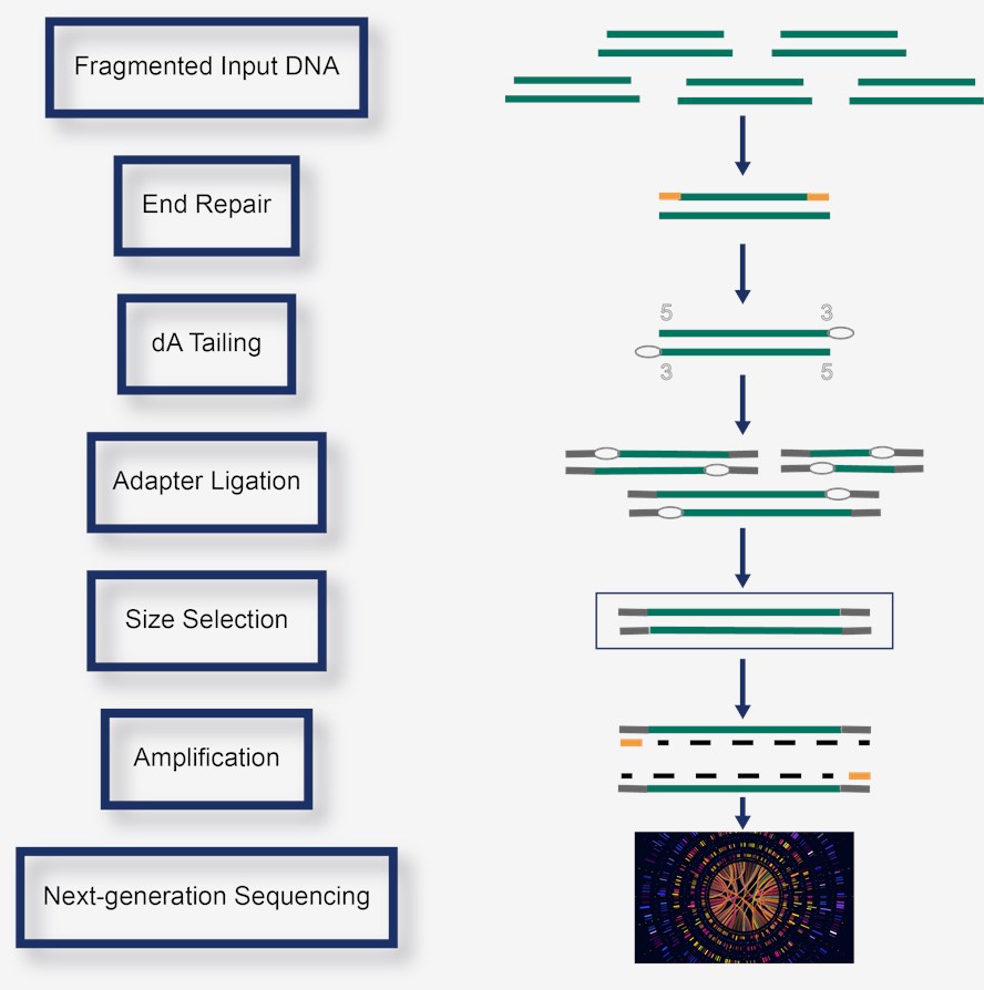Magnetic Particles for Next-generation Sequencing (NGS) - CD Bioparticles Magnetic Particles for Next-generation Sequencing (NGS) - CD Bioparticles