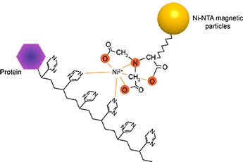 Magnetic Particles for Protein Purification - CD Bioparticles