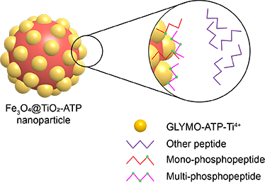 Magnetic Particles for Protein Purification - CD Bioparticles