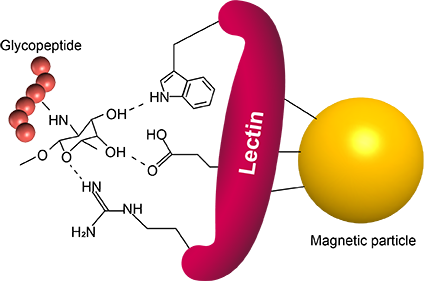 Magnetic Particles for Protein Purification - CD Bioparticles