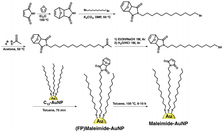 Maleimide Modification - CD Bioparticles