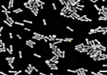 SpecNano™ Gold Nanocubes, 90 nm - CD Bioparticles