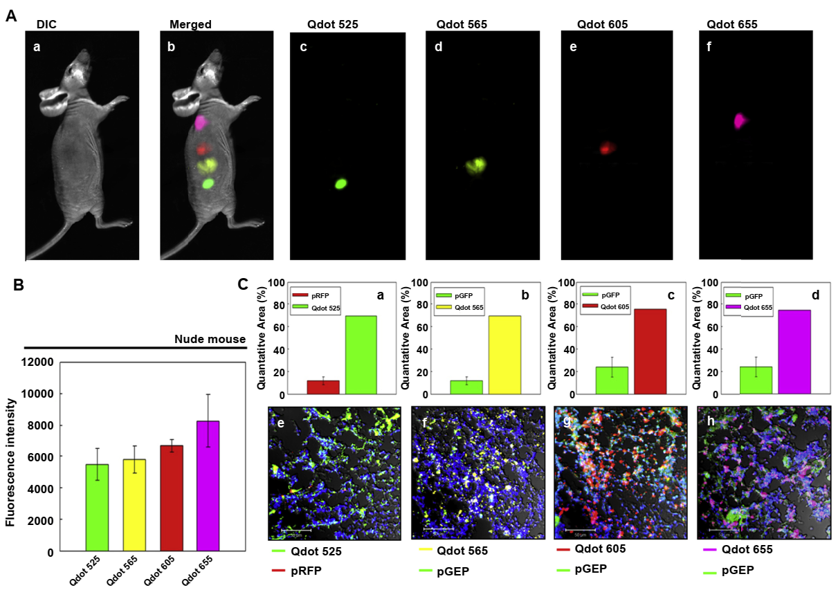 Nanoparticles-Based Gene Delivery - CD Bioparticles