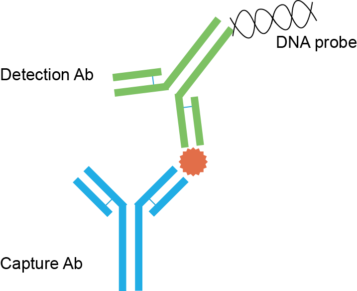 Nanoparticles In Pathogen Detection And Identification Cd Bioparticles