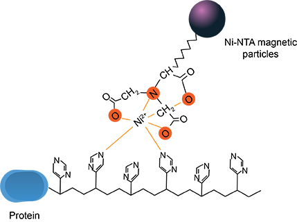 Selection of Affinity Tags for Recombinant Protein Purification - CD ...
