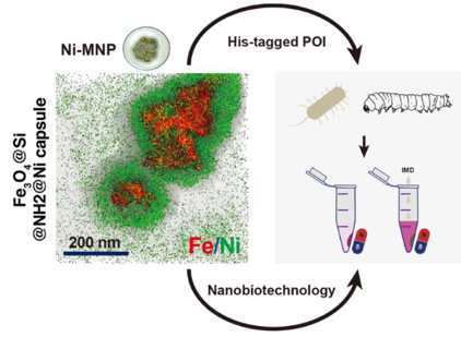 Ni-NTA Particles for His-tagged Protein Purification - CD Bioparticles