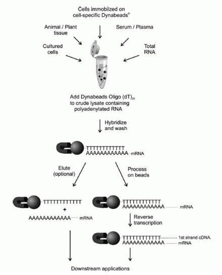 Nucleic Acid Separation - Technical Platform - CD Bioparticles Nucleic Acid Separation - Technical Platform - CD Bioparticles