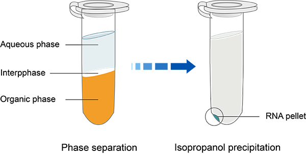 Improving the Analytical Performance of PCR Assay via the First Step ...