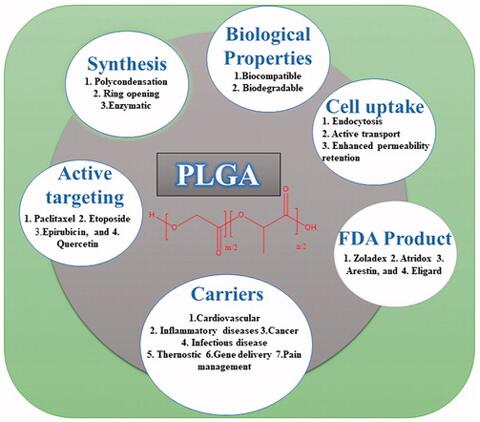 PLGA-based drug delivery system for in vitro and in vivo applications ...