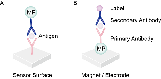 Particles-Based Immunoassays - CD Bioparticles