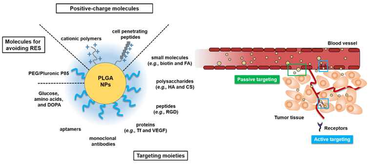 PLGA Nanoparticles, Microparticles - CD Bioparticles
