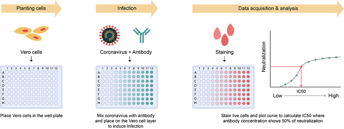SARS-CoV-2: What Are The Differences Between Molecular Diagnostic Test ...
