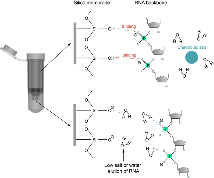 Improving the Analytical Performance of PCR Assay via the First Step ...