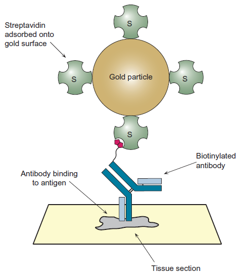 Streptavidin Modification - CD Bioparticles